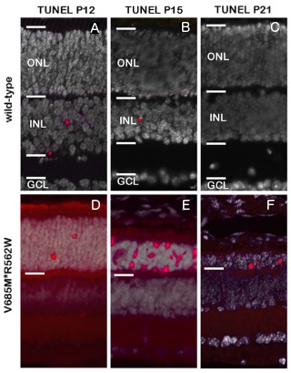 Point Mutation Mouse Model | Focus on one function at a time | genOway