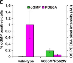 Point Mutation Mouse Model | Focus on one function at a time | genOway