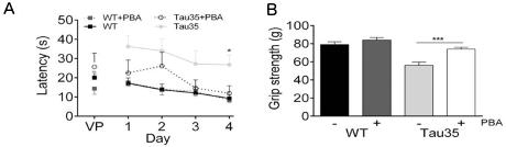 Rosa26 Targeted Gene Knockin | Control Gene Insertion | genOway