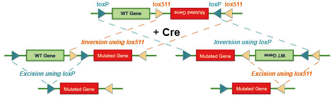 FLEx Technology | Your solution to induce a point mutation | genOway