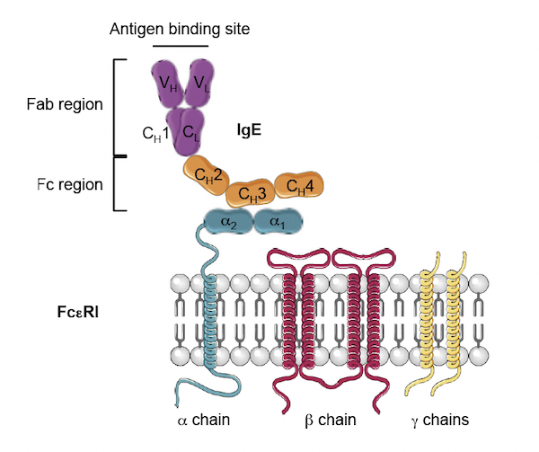 Humanized IgE/FcεR1 Mouse Model | Inflammation & Allergy | genOway
