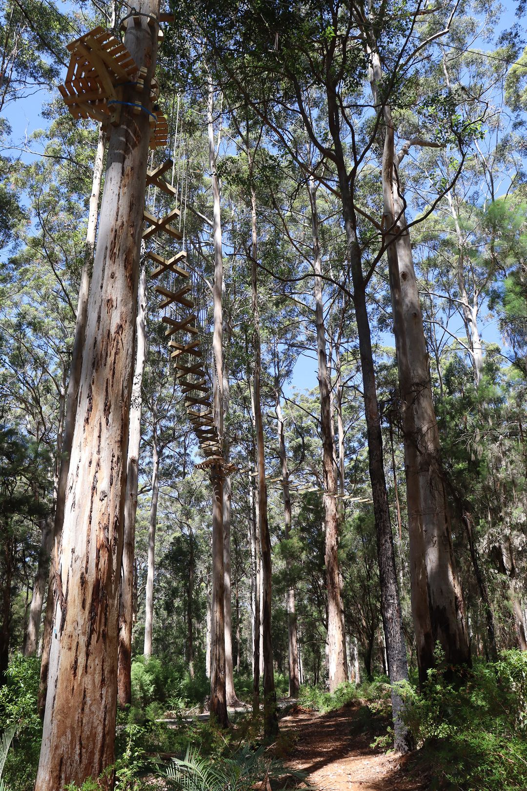 Pemberton Aerial Adventure