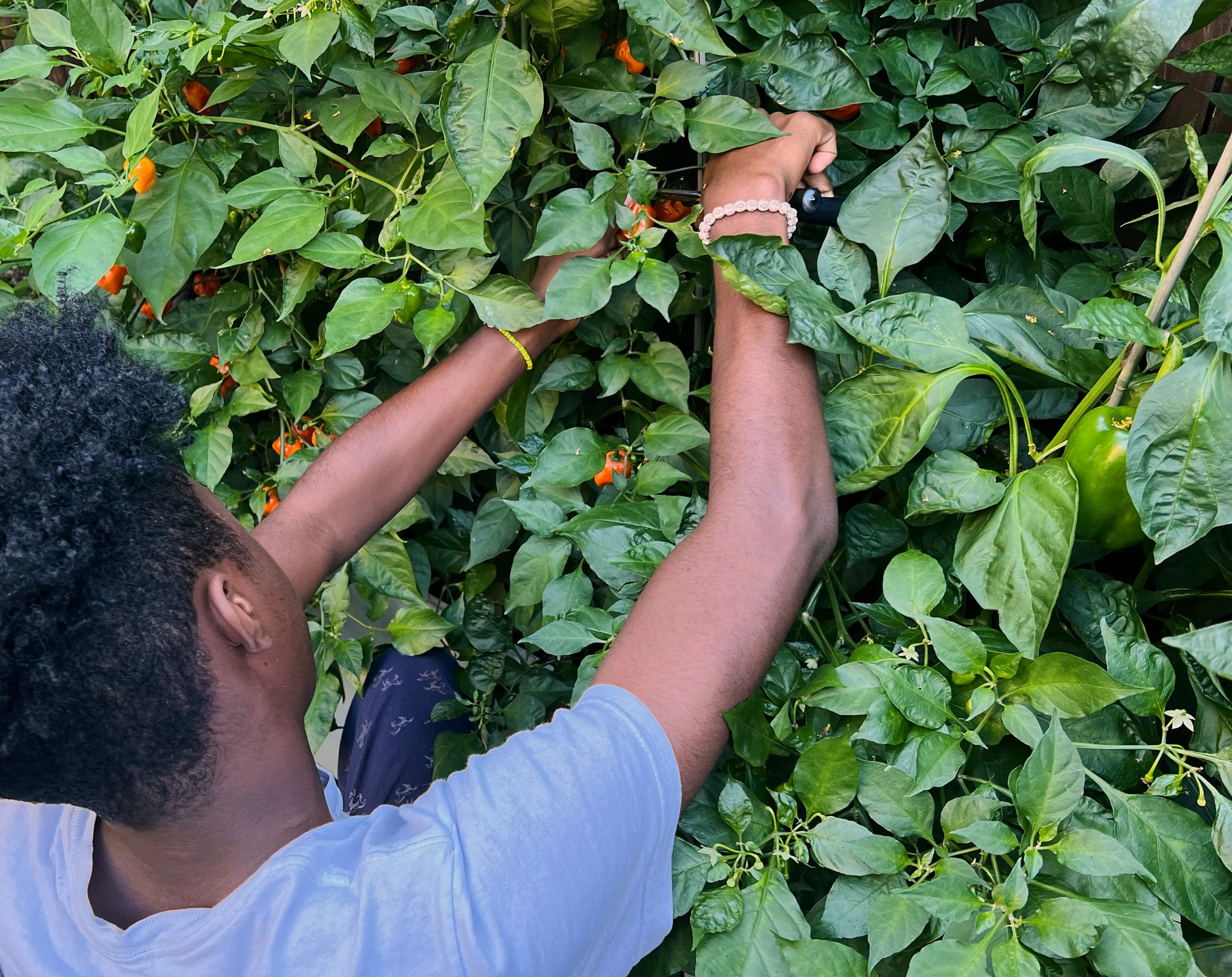 Zen Way Foundation - Sustainable Living Practices