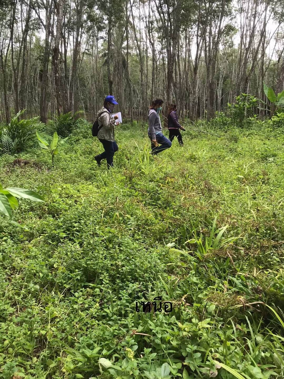 Trusted Latex Concentrate since 2001 | TAT WIN