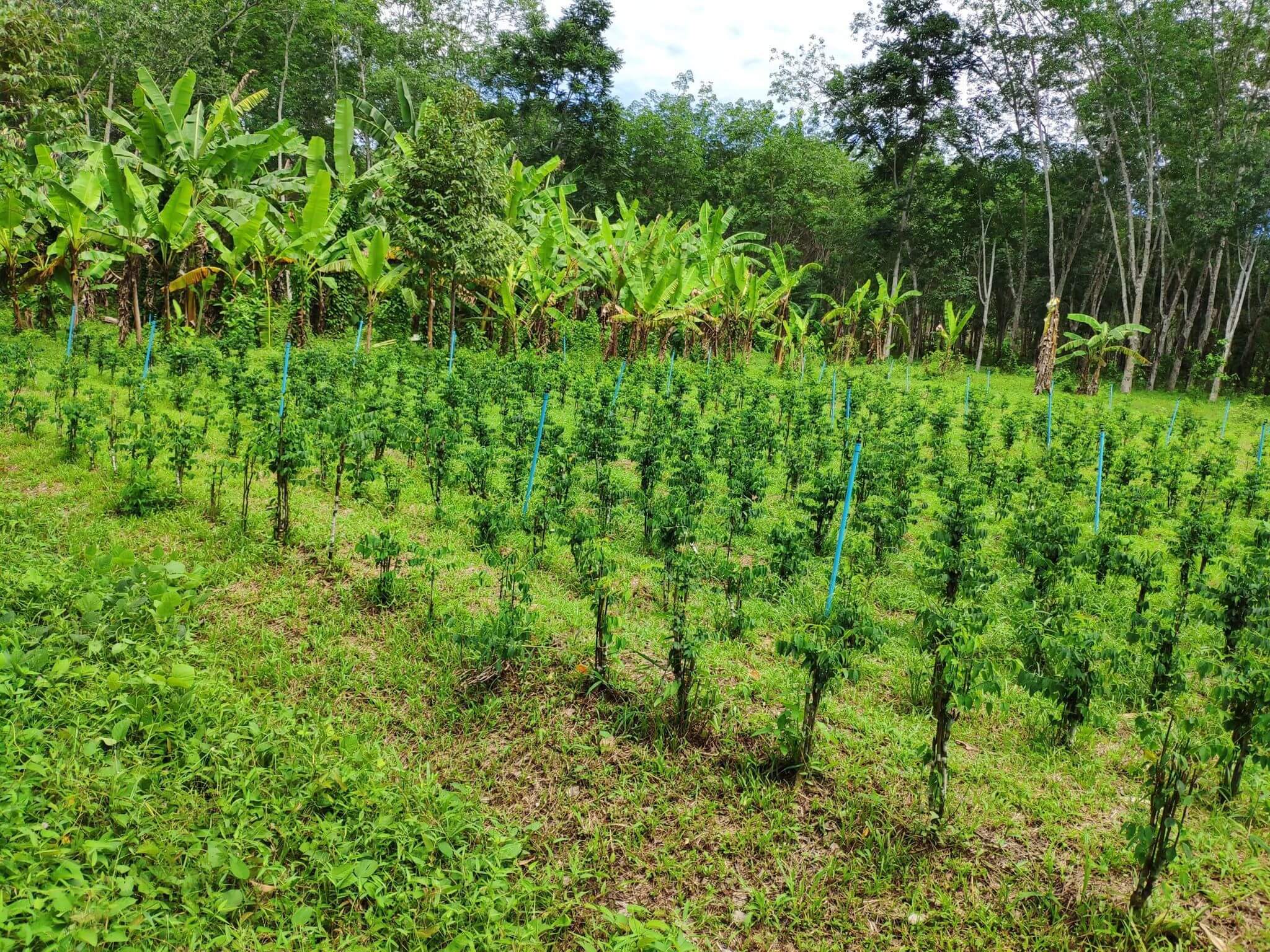 Trusted Latex Concentrate since 2001 | TAT WIN