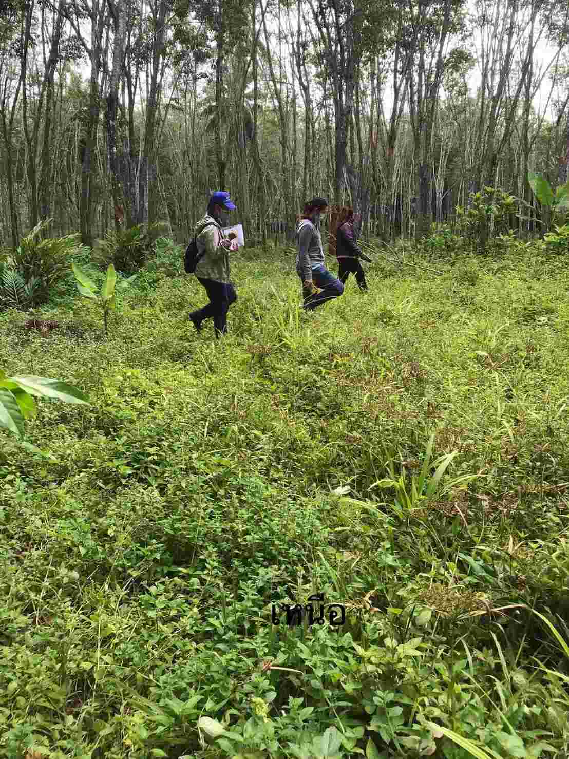 EU Deforestation Regulation Implementation | TAT WIN