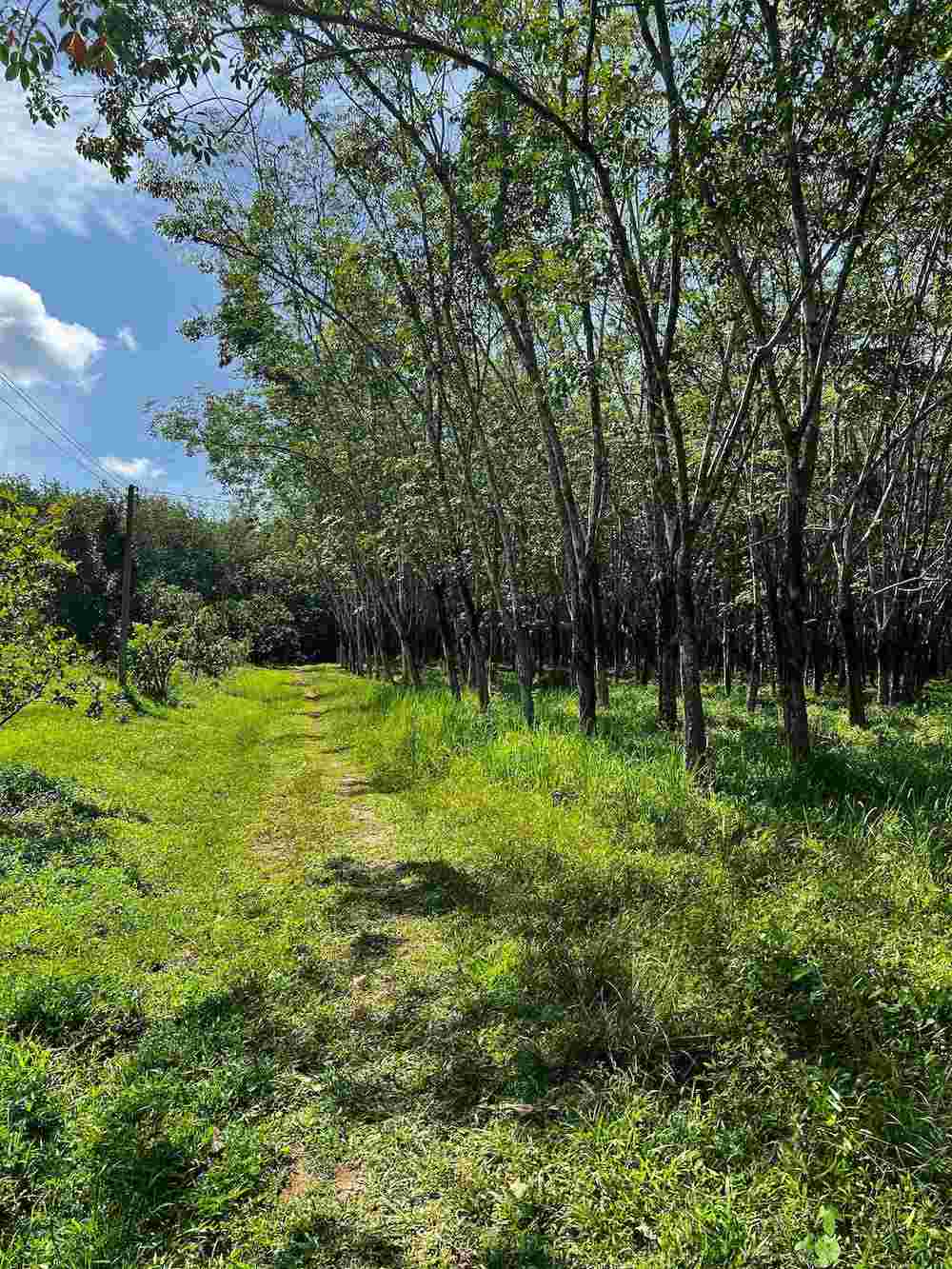 EU Deforestation Regulation Implementation | TAT WIN