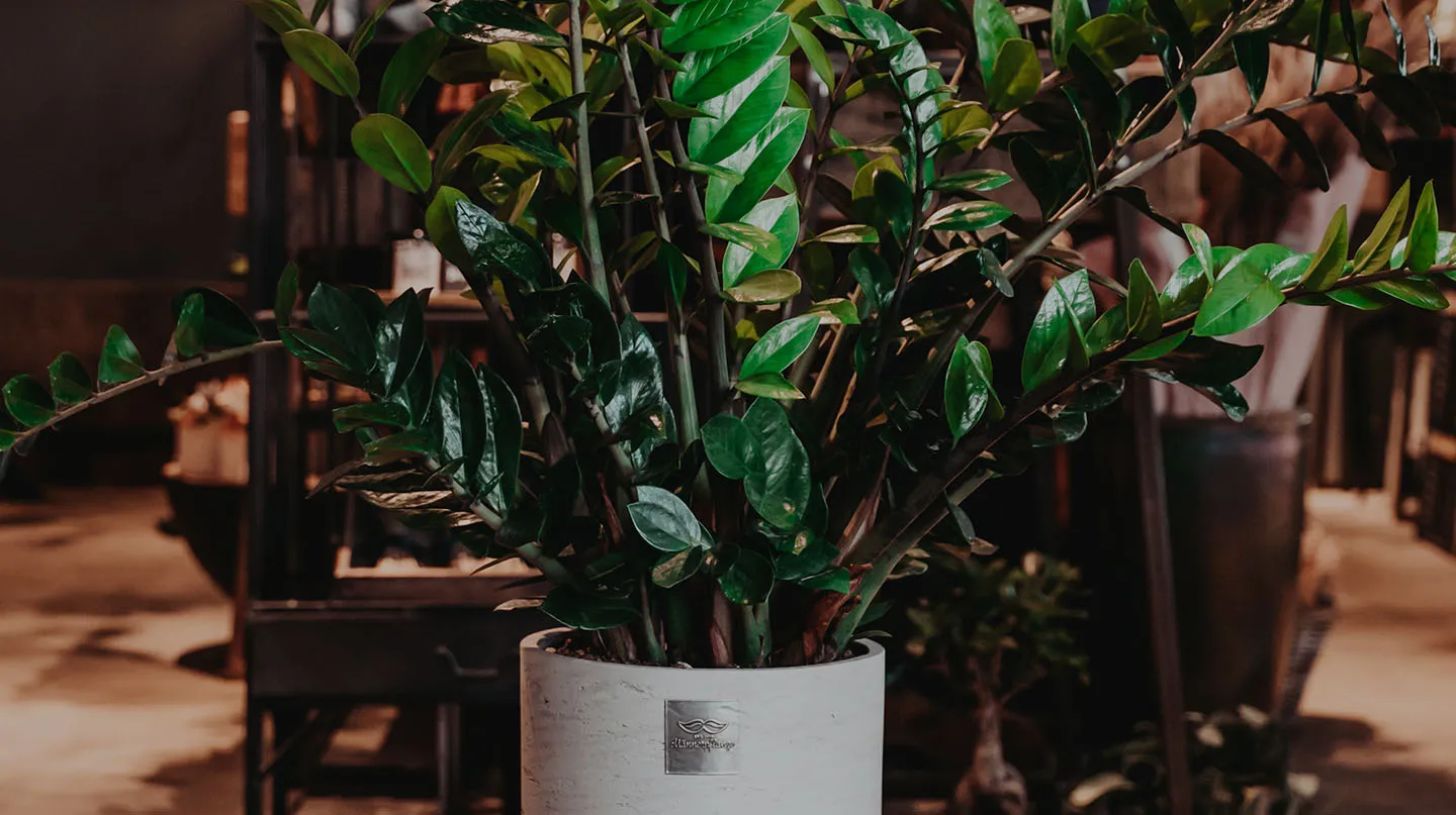 Zamioculcas zamiifolia — invincible like the comic book character “Hulk”