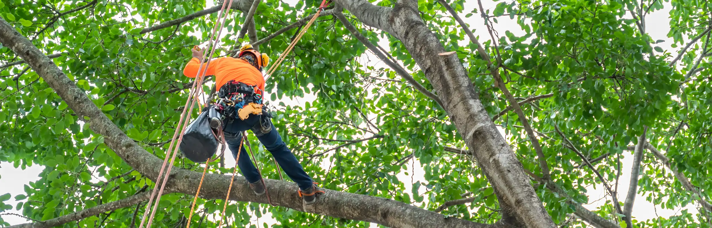 Down Rite Tree -Milwaukee's #1 Tree Removal & Trimming & Service