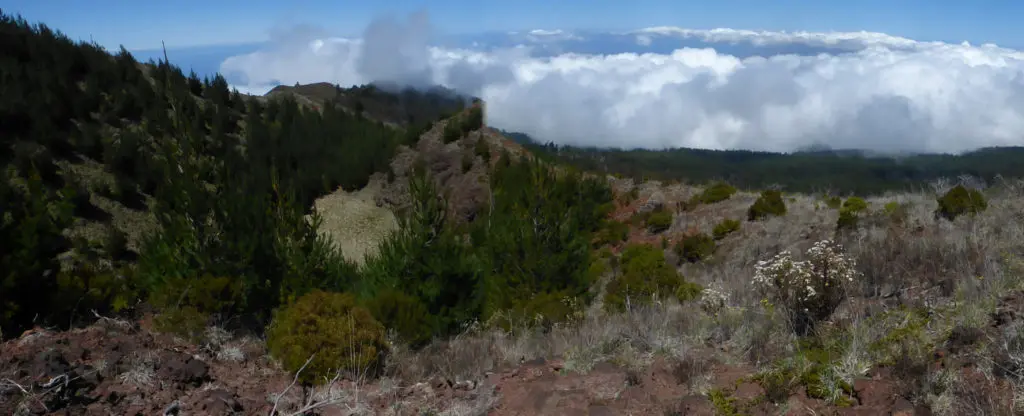 Polipoli Spring State Recreation Area - Maui | Hawai'i State Parks