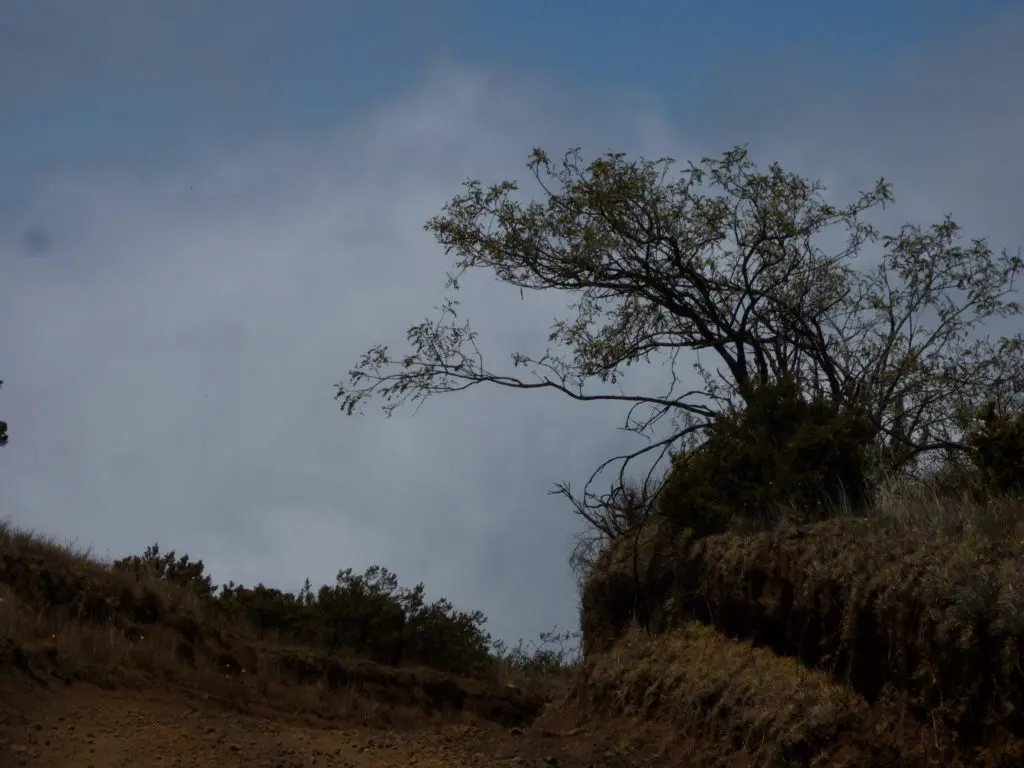Polipoli Spring State Recreation Area - Maui | Hawai'i State Parks