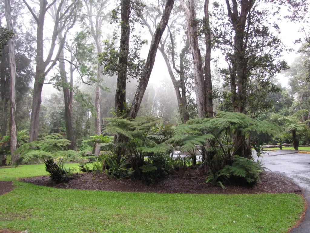 Kalopa State Recreation Area - Hawai'i | Hawai'i State Parks