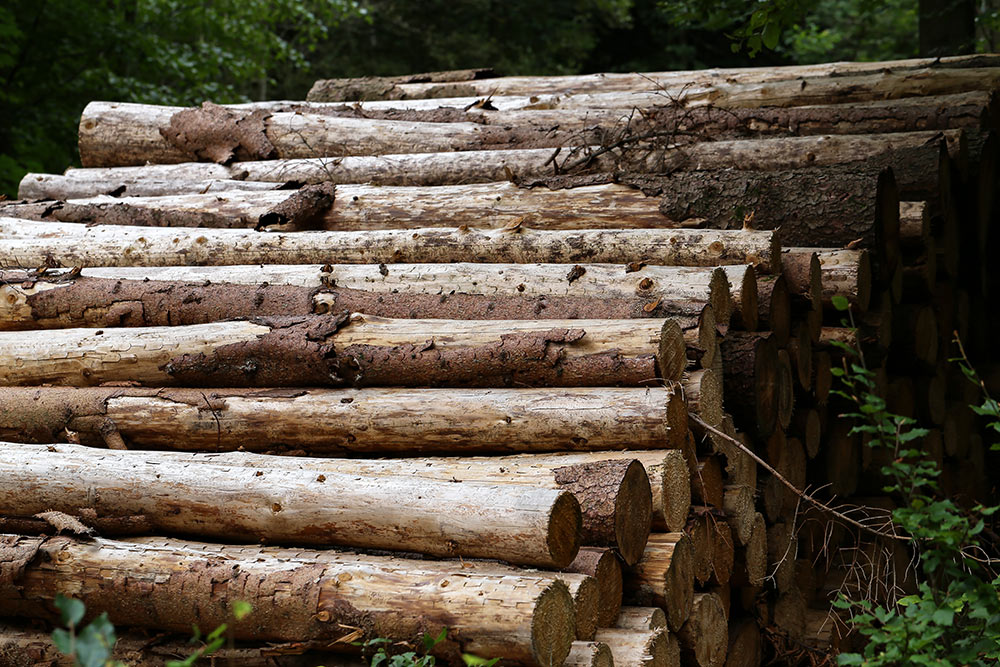 Are We Heading Towards a Timber Shortage Crisis?