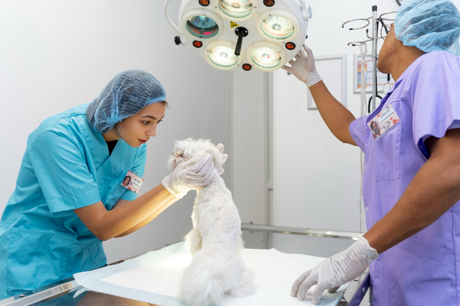 Expert Internal Surgery Services at Sandy Paws Veterinary Hospital in Estero, FL