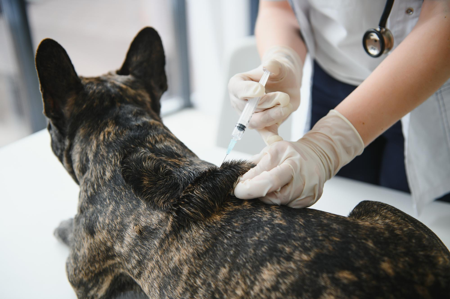 Specialized Dermatology Services for Happy, Healthy Skin | Sandy Paws ...