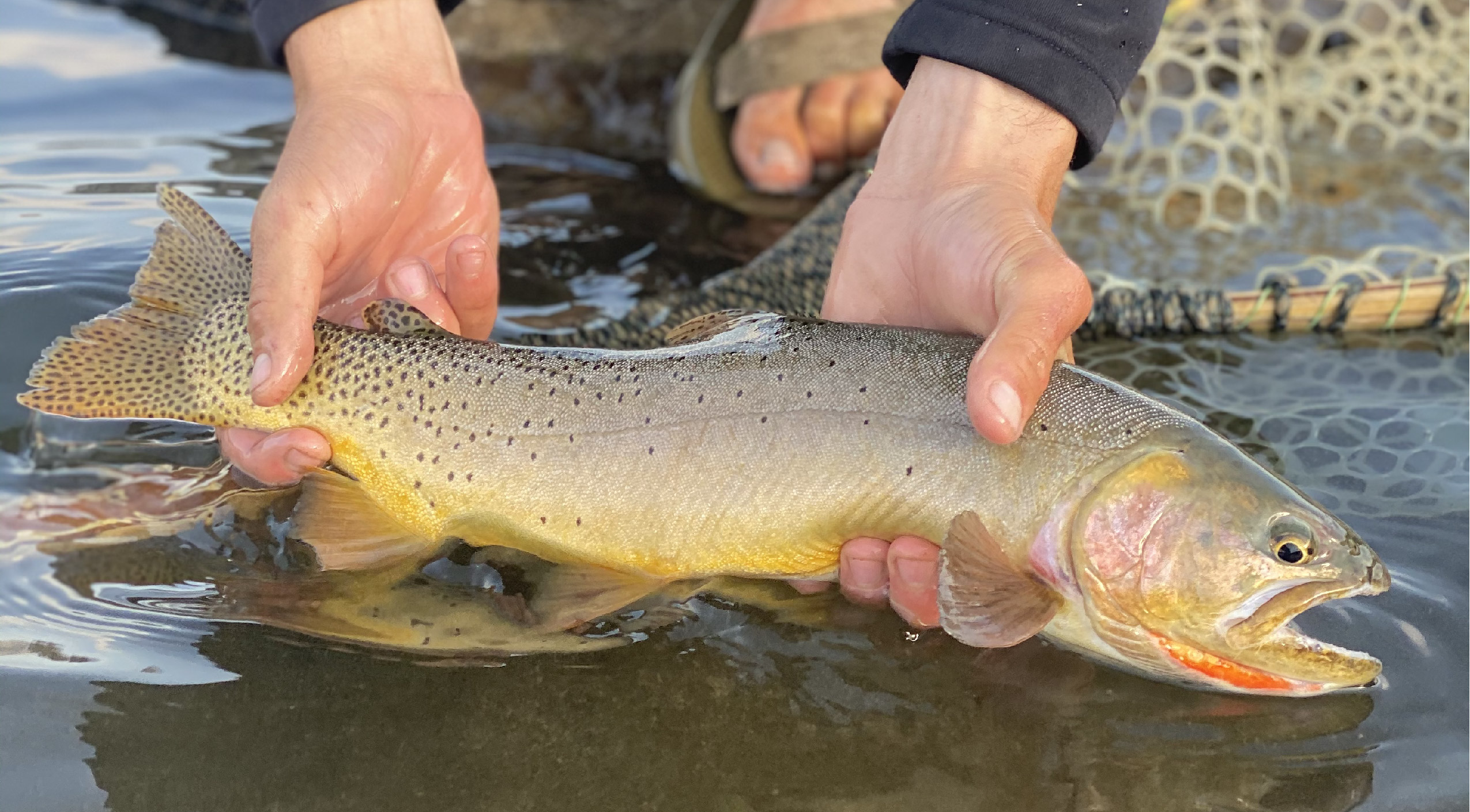 Trips - Livingston Trout Guides