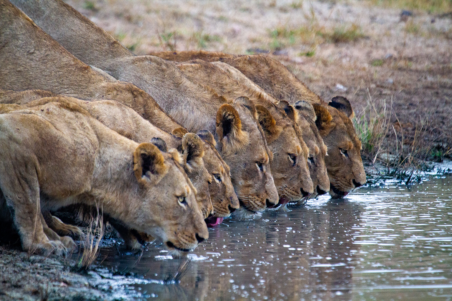 Custom Safaris | Wild Again