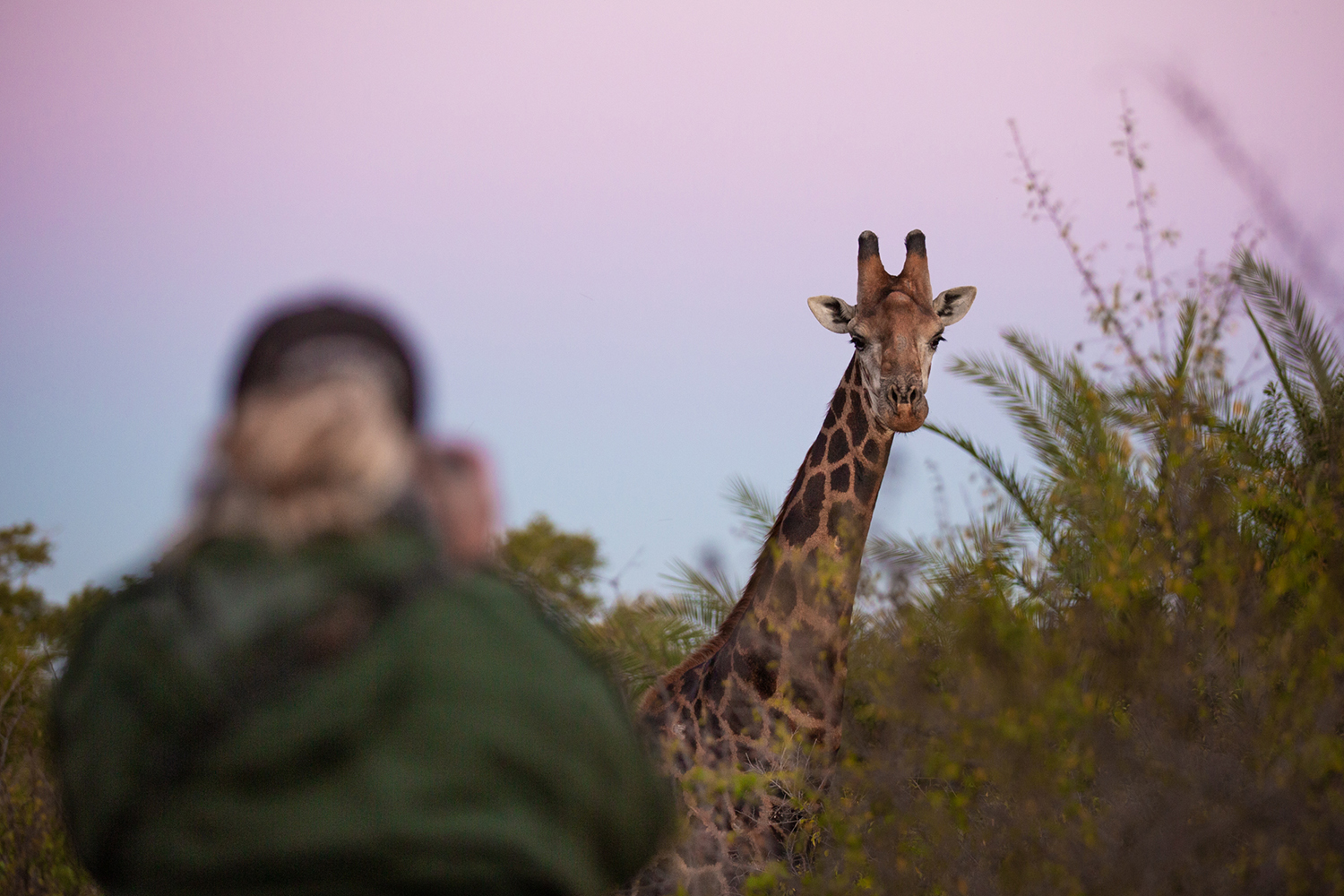 Gallery | Wild Again