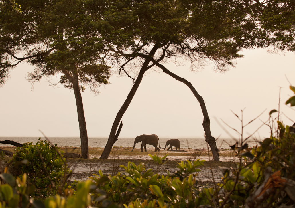 Gabon: a land like no other | Wild Again Stories