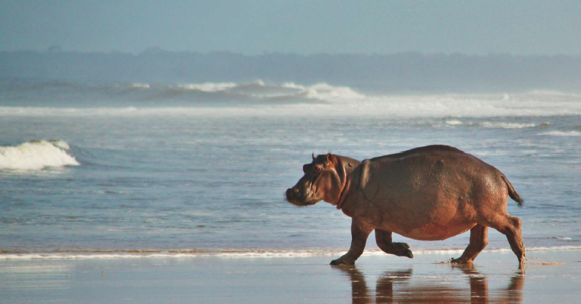 Gabon: a land like no other | Wild Again Stories