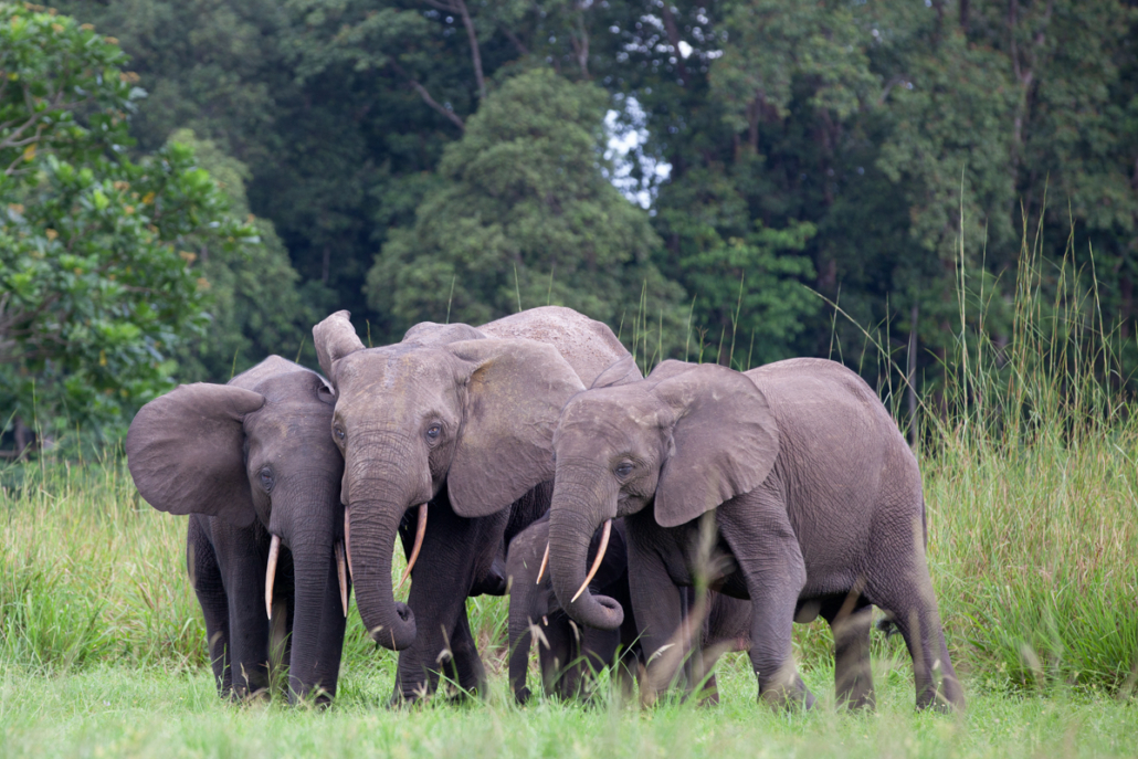 Gabon: a looking glass into the past | Wild Again Stories