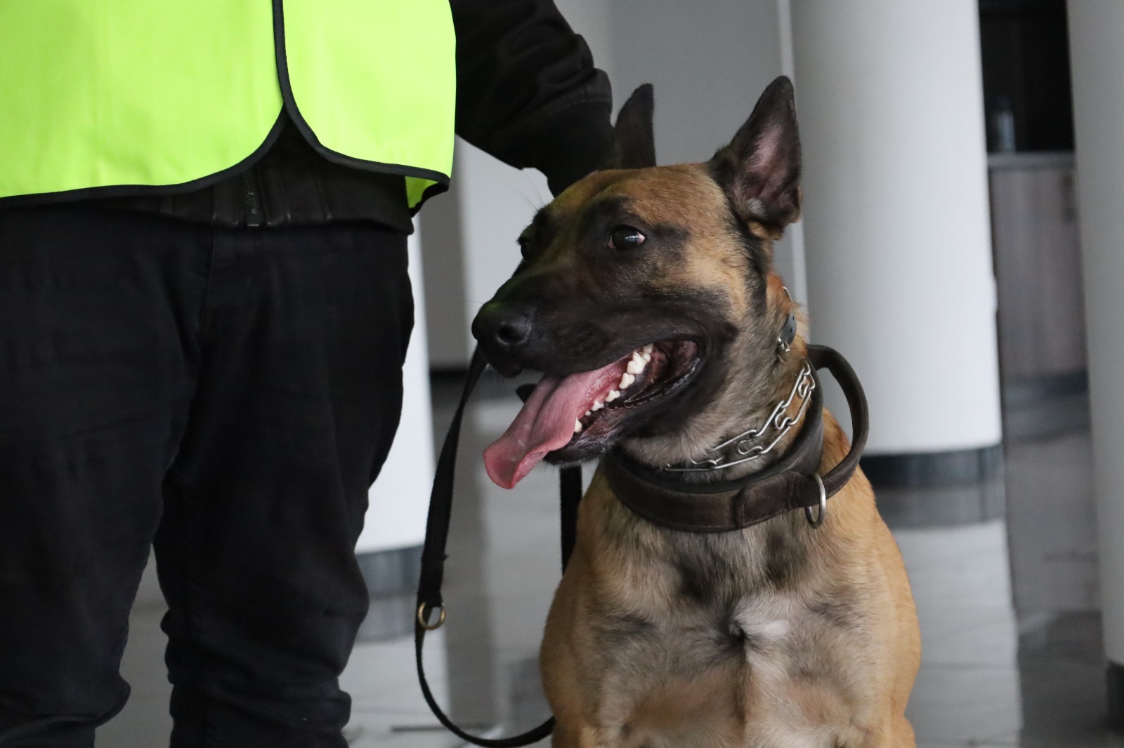 Exploring the Role of Security Dogs in Commercial Property Security ...