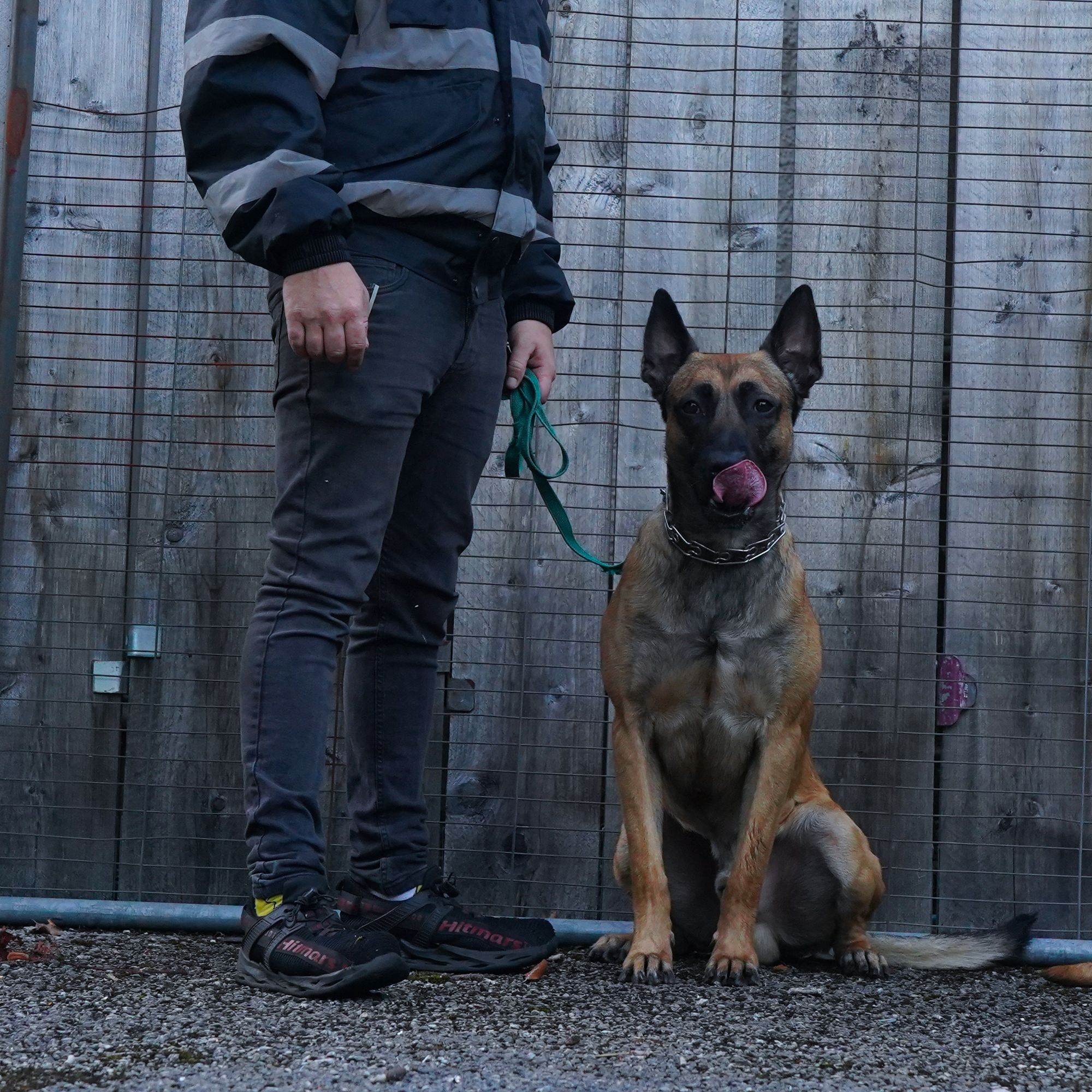 What Types of Dogs Are Used in Security Protection? | RK9 Security