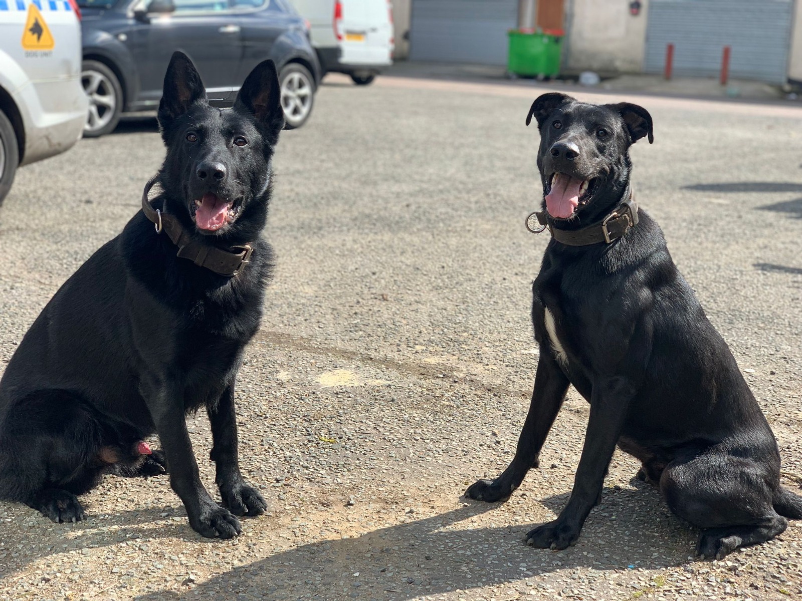 Manchester Dog Unit Security Companies: Why Choose Us for Dog Unit ...