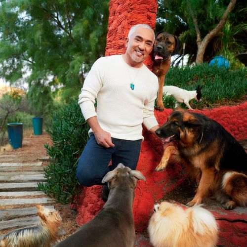 Training Cesar's Way - Cesar Millan