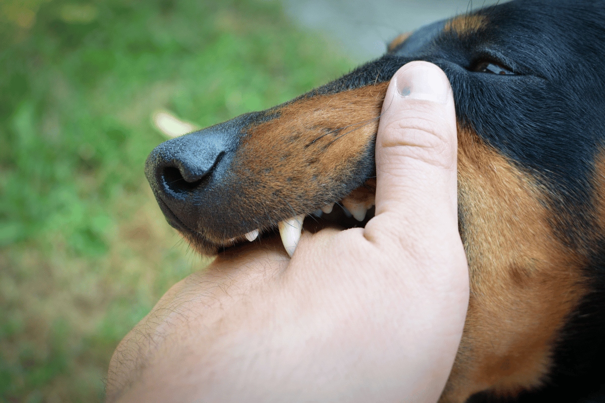 Understanding South Carolina Dog Bite Laws | Law Office of Tyler Rody