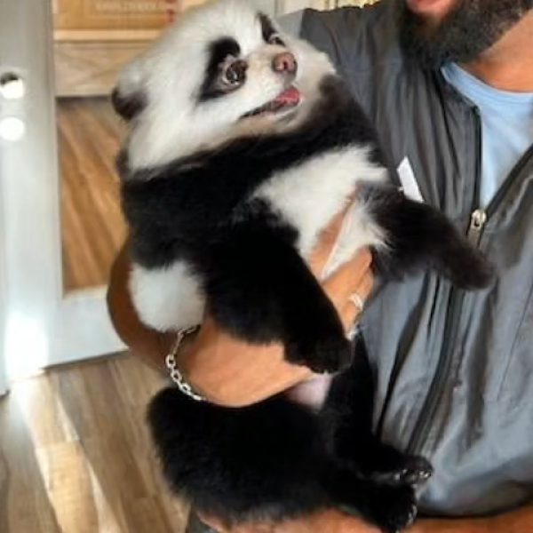 Meet The Happy Acres Stars