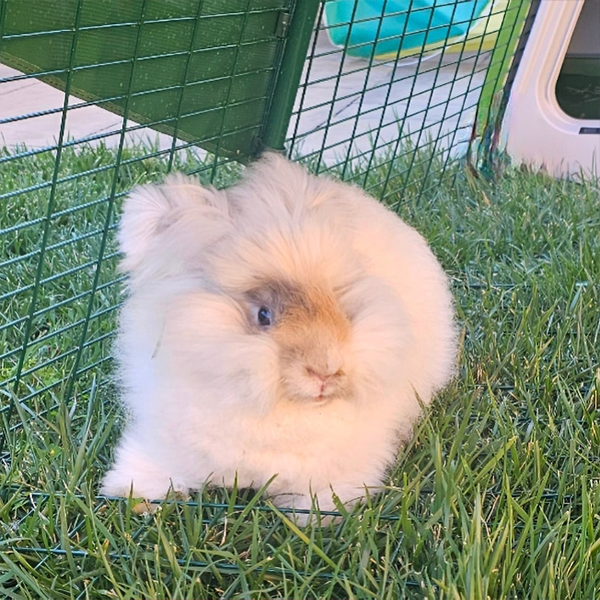 Meet The Happy Acres Stars