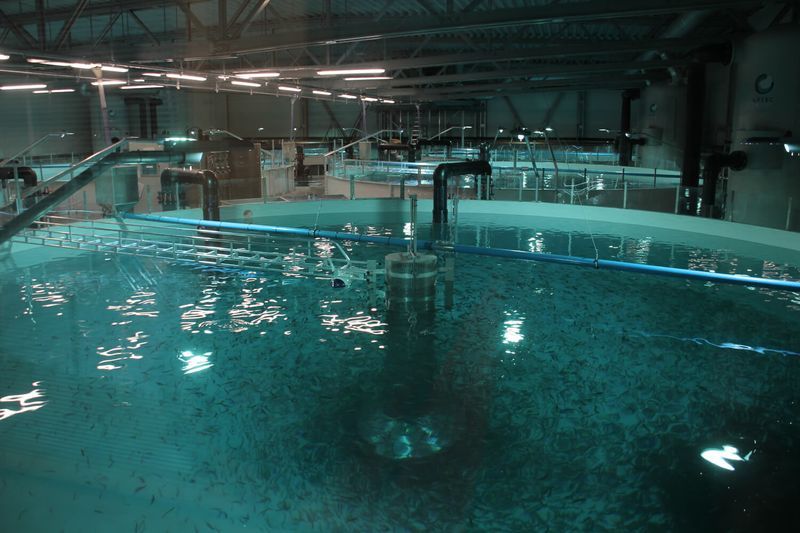 Landbasert oppdrett - Brimer