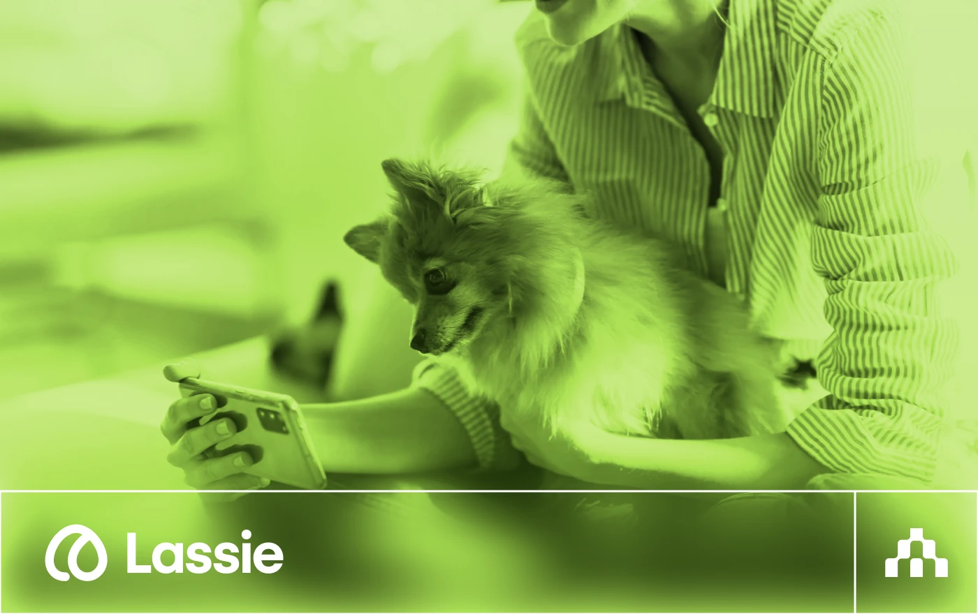 Atlar | Lassie case study