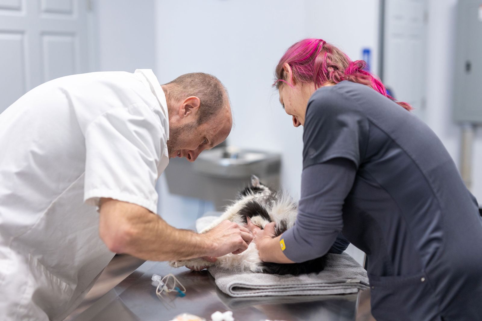 High-Quality Vet Hospital in Northern Georgia | Express Vets