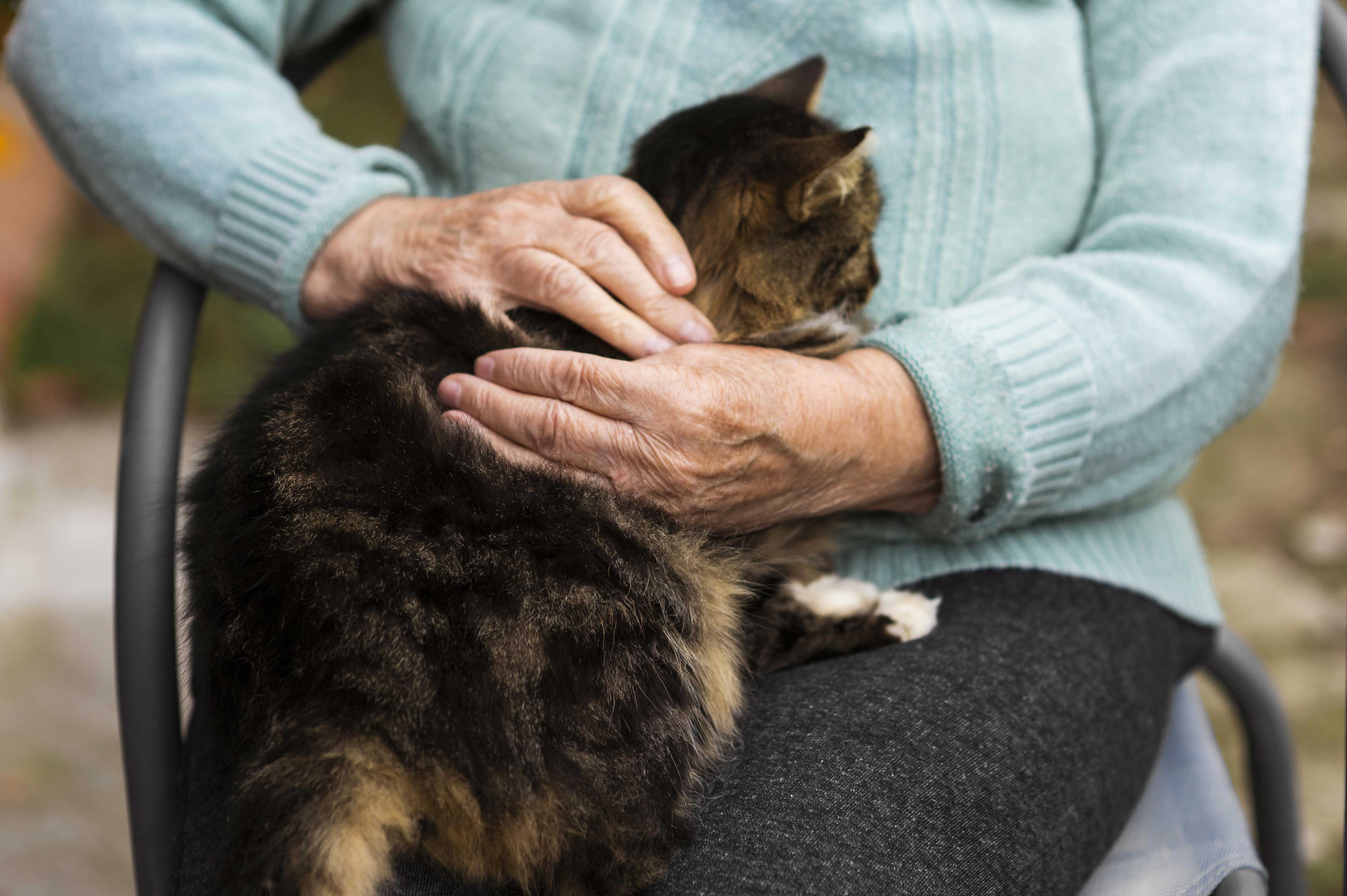 Express Vets in Northern Georgia: Quick & Effective Pet Behavior ...