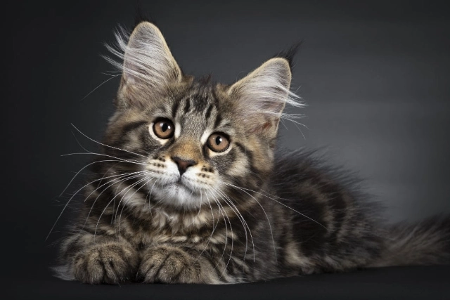 Katzenverein CatManiac e.V. - der Verein für Katzen-Züchter