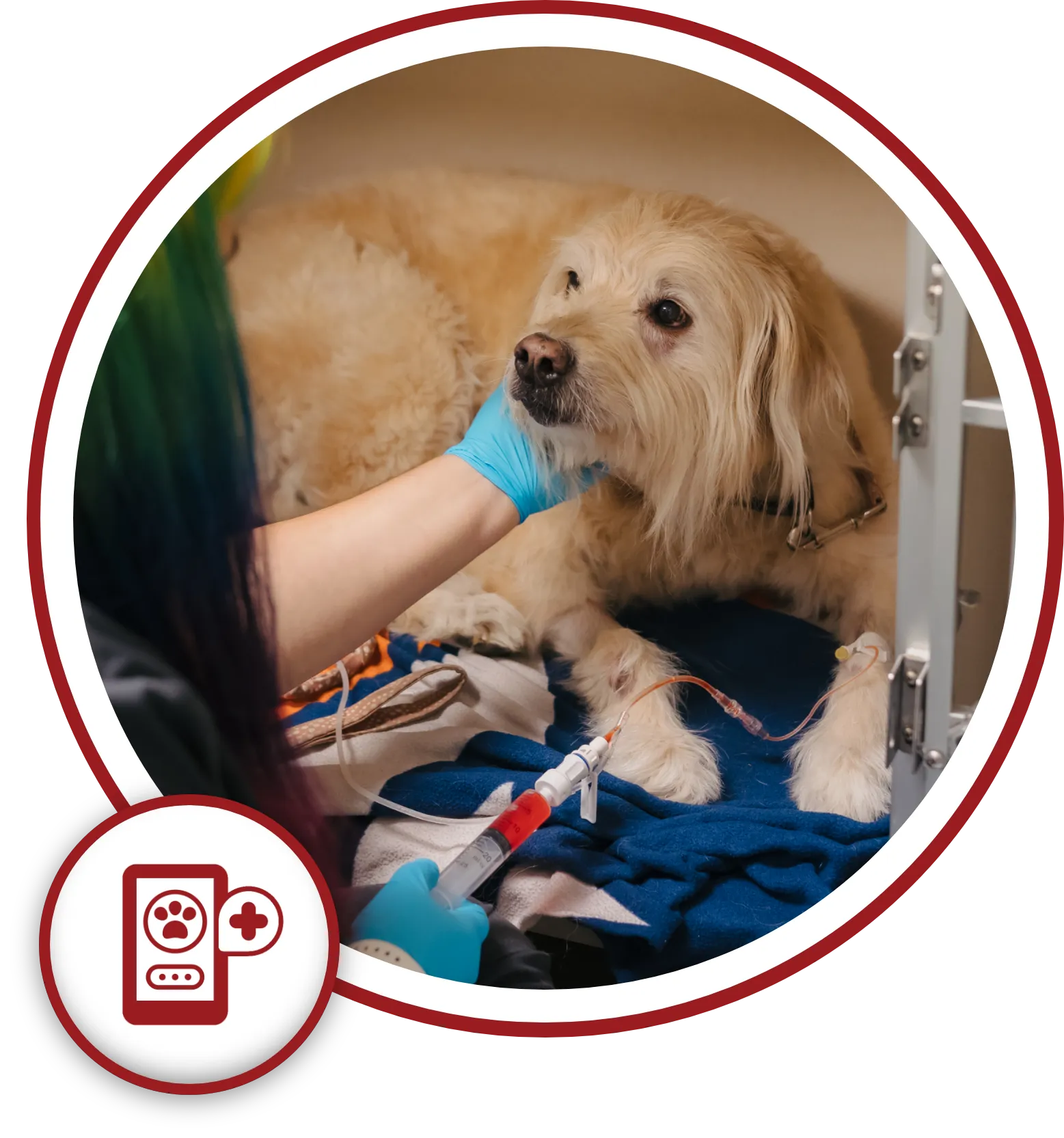 About Animal Urgent Care | Oklahoma Veterinary Specialists | Tulsa,OK