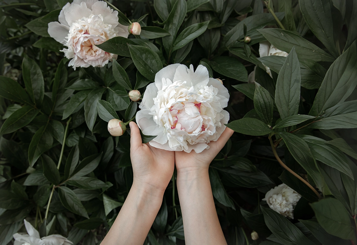 Discharge Instructions: Oocyte Pickup (Ovum Pick Up)