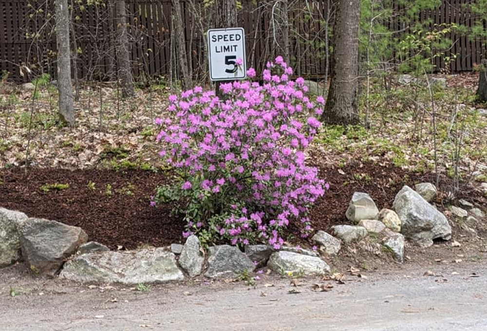 The Pines Campground