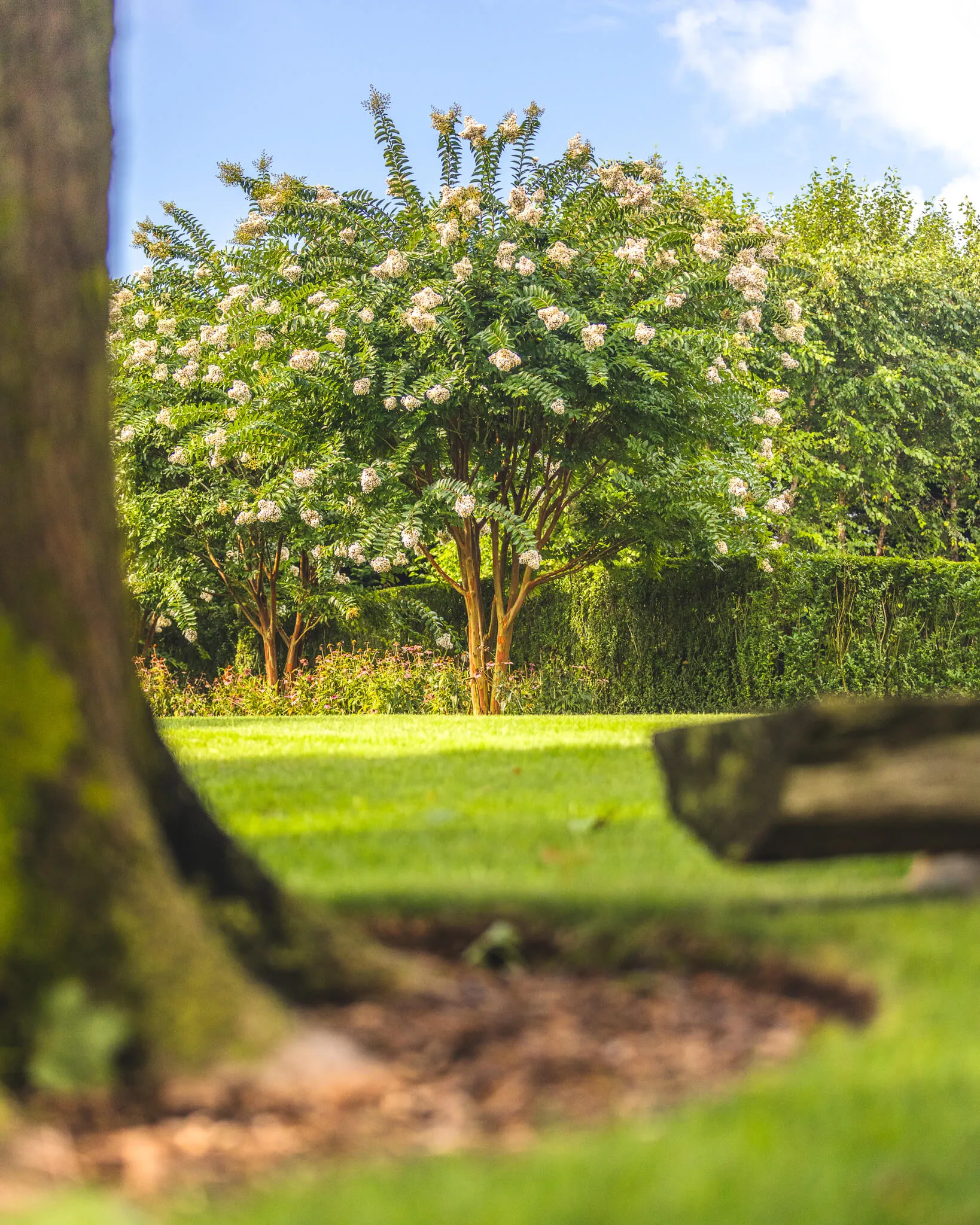 Hamptons Plant Disease Control Experts