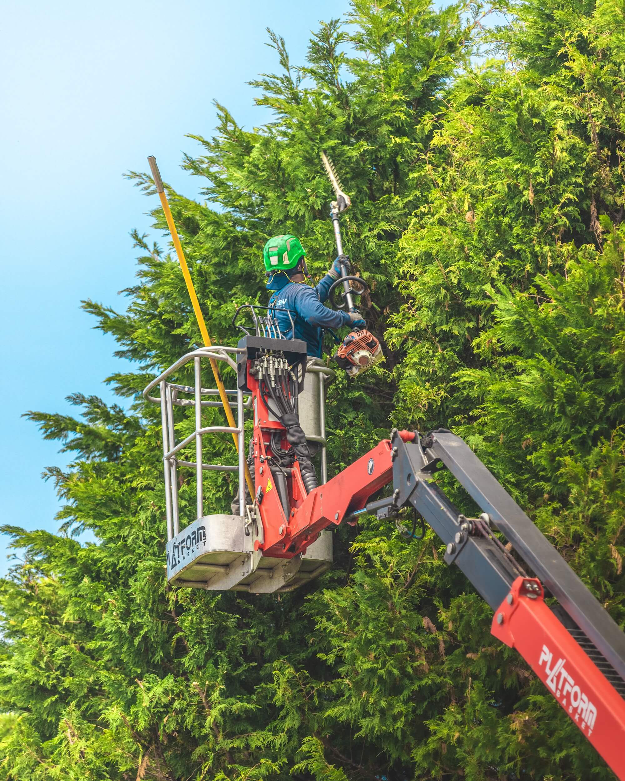 Hamptons Tree Care and Service | Professional Arborists