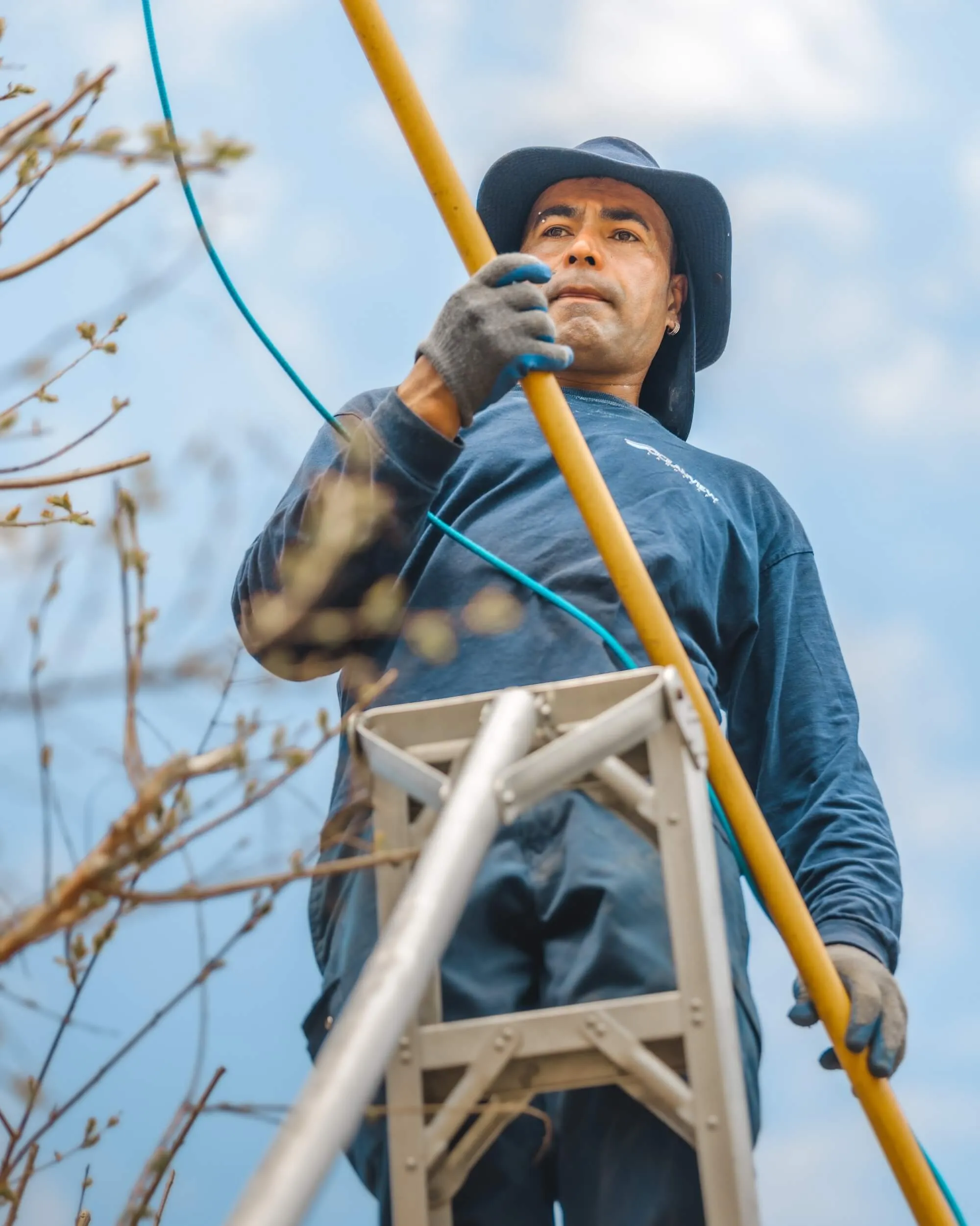 Hamptons Tree Care and Service | Professional Arborists