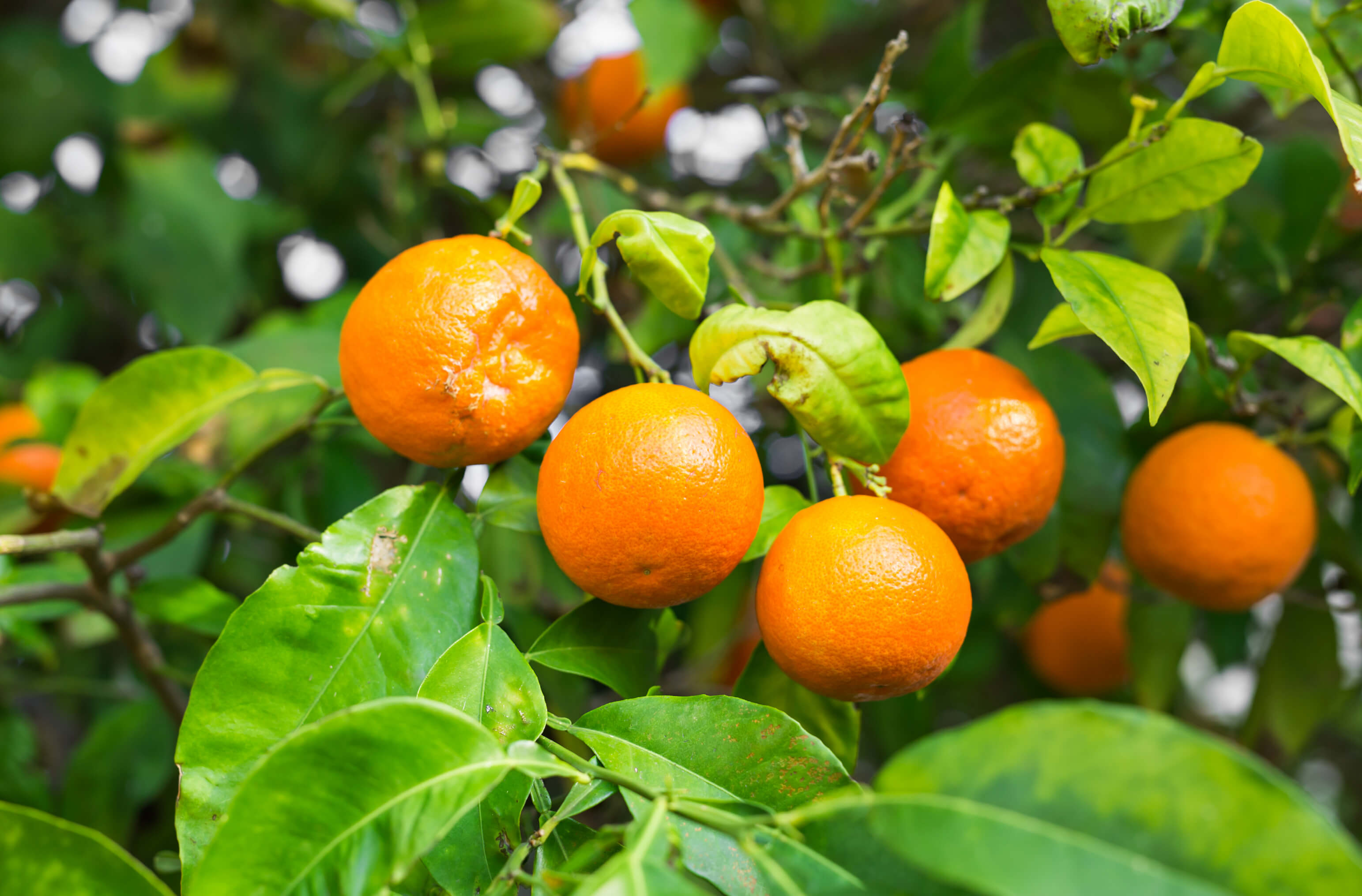 Functional Expertise | LCR International