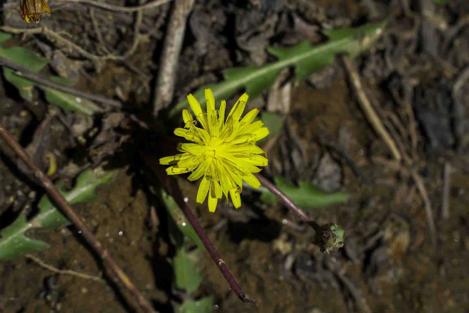 Blue Sky Landscaping
