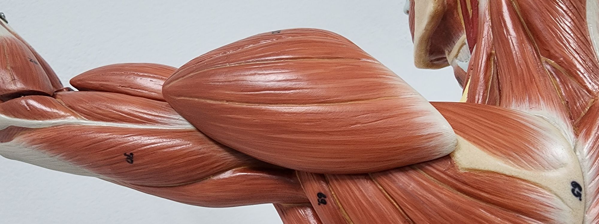 Red Muscle Fibers and Body Building