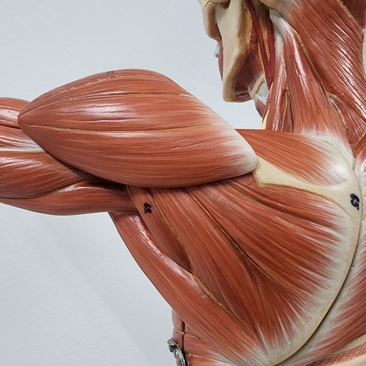 Understanding Muscle Fibers: A Deep Dive into Red Fibers and Body Building