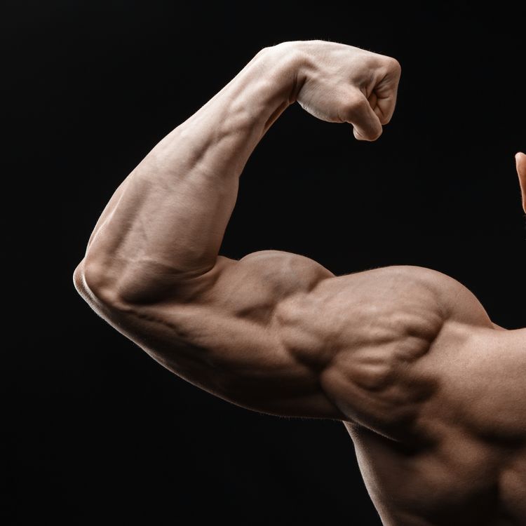 Shoulder Training: Understanding the Deltoid Muscle