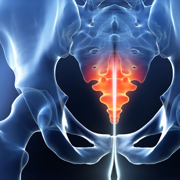 The Coccyx: The Tailbone of Your Backbone