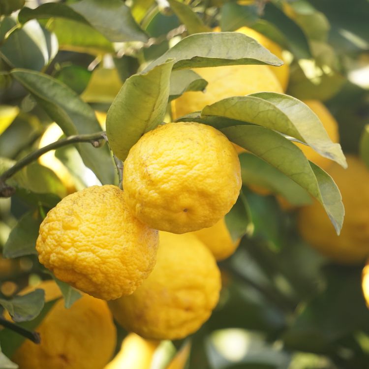 The Power of Yuzu: A Superfood from the East